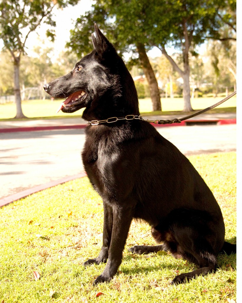 German Shepherd Watch Dogs Caring for the Canine Spine - German ...