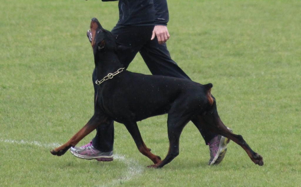 German Shepherd Watch Dogs Fall Brings Big Working Trials to California ...