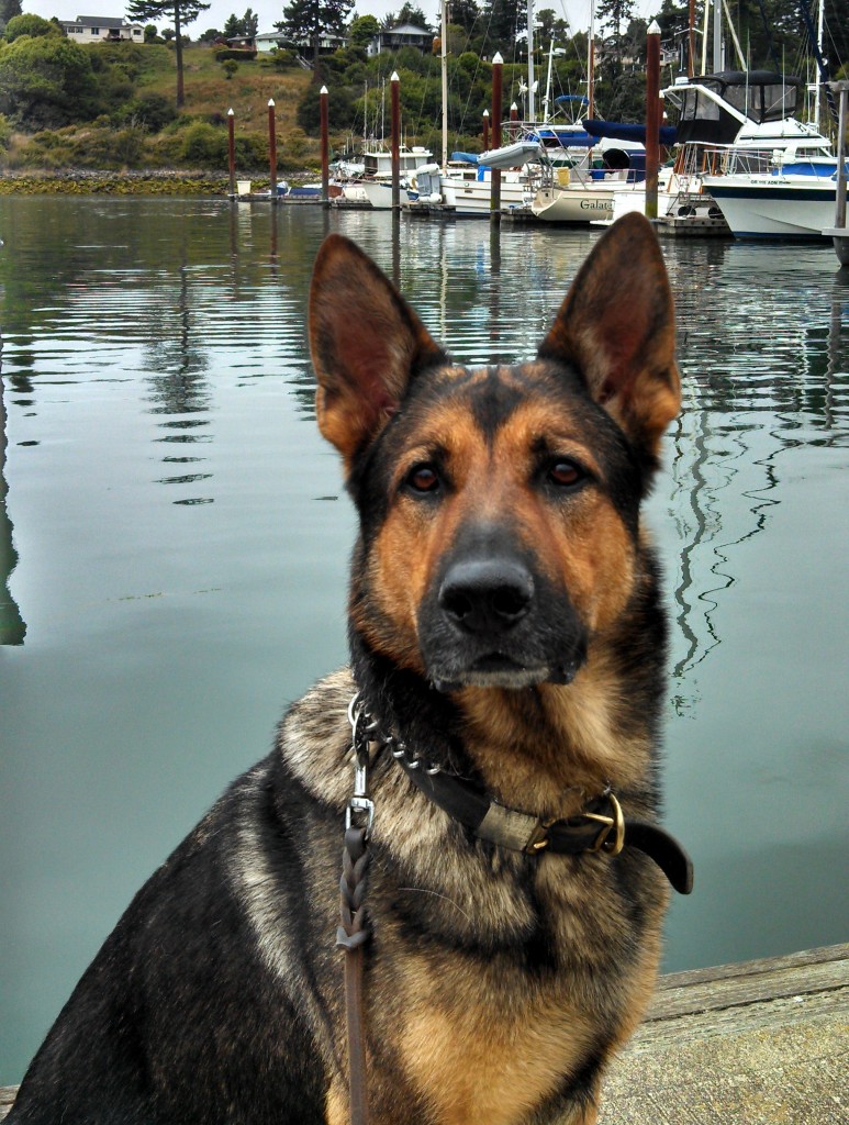 German Shepherd Watch Dogs Red Flags: Backyard Breeders - German ...