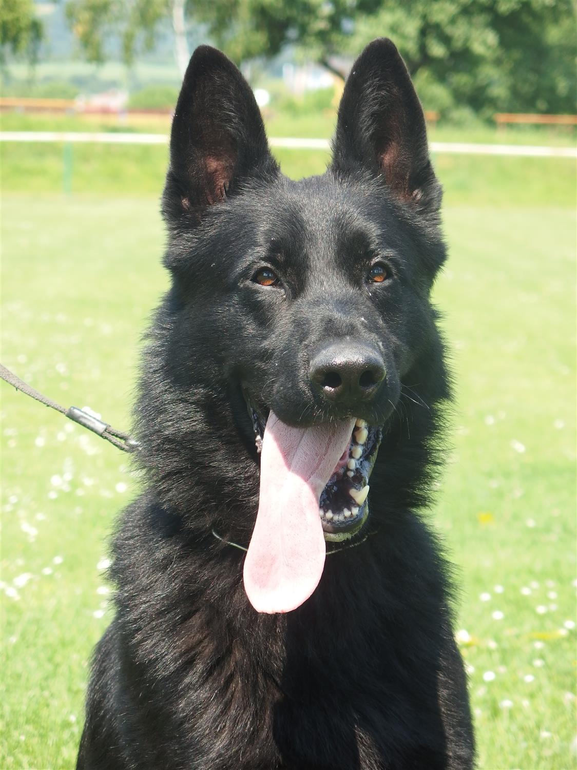 German Shepherd Watch Dogs The Art of Observation - German Shepherd ...