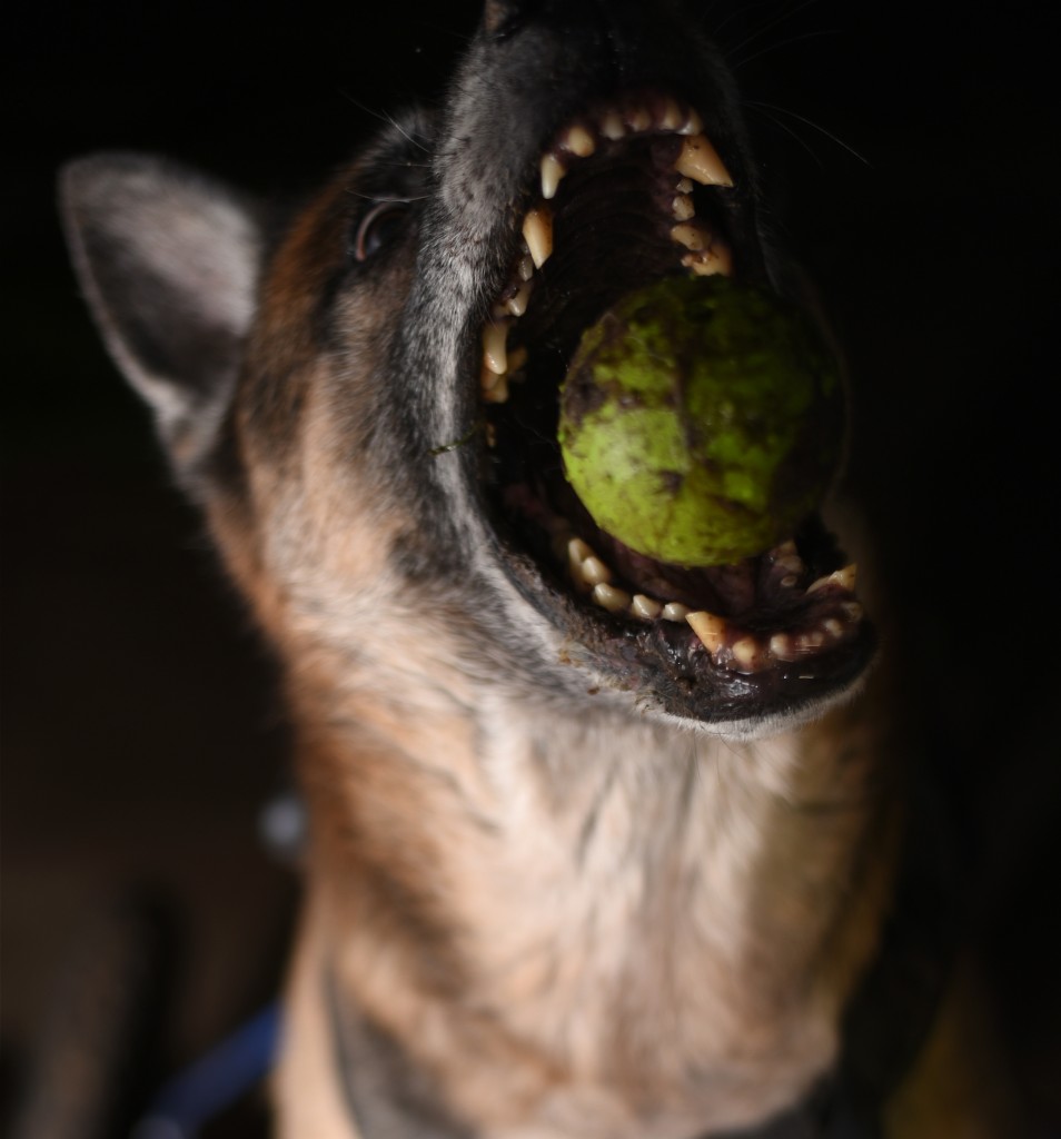 German Shepherd Watch Dogs Play Ball (Safely) with Your German Shepherd ...